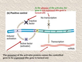 Gene regulation in prokaryotes | PPTX