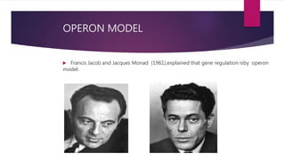 Gene regulation in prokaryotes | PPT