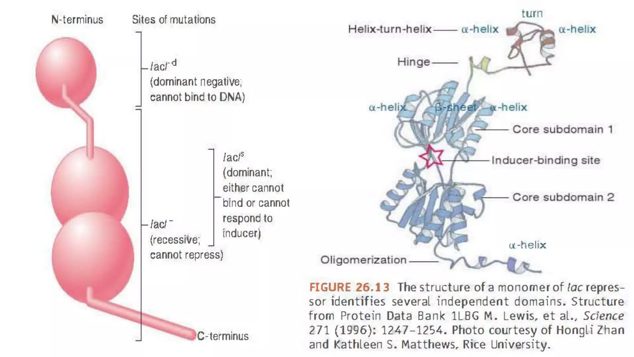 Gene Regulation In Prokaryotes Pptx