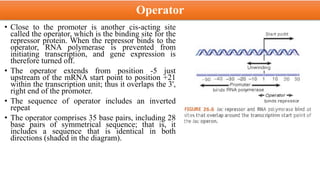 Gene regulation in Prokaryotes.pptx