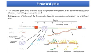 Gene regulation in Prokaryotes.pptx