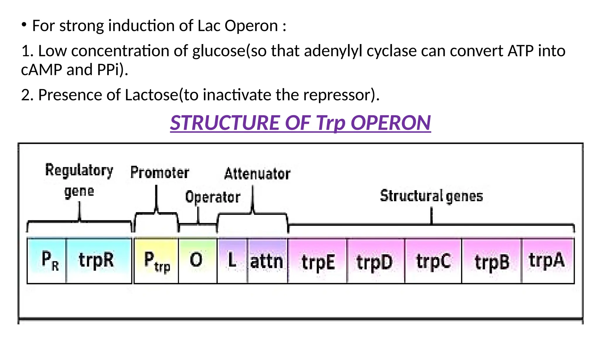 GENE REGULATION IN PROKARYOTES......pptx