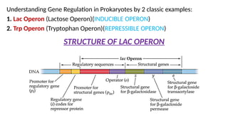 GENE REGULATION IN PROKARYOTES......pptx