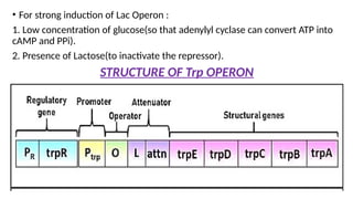GENE REGULATION IN PROKARYOTES......pptx