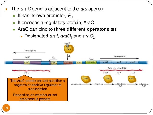 Gene Regulation in Prokaryotics