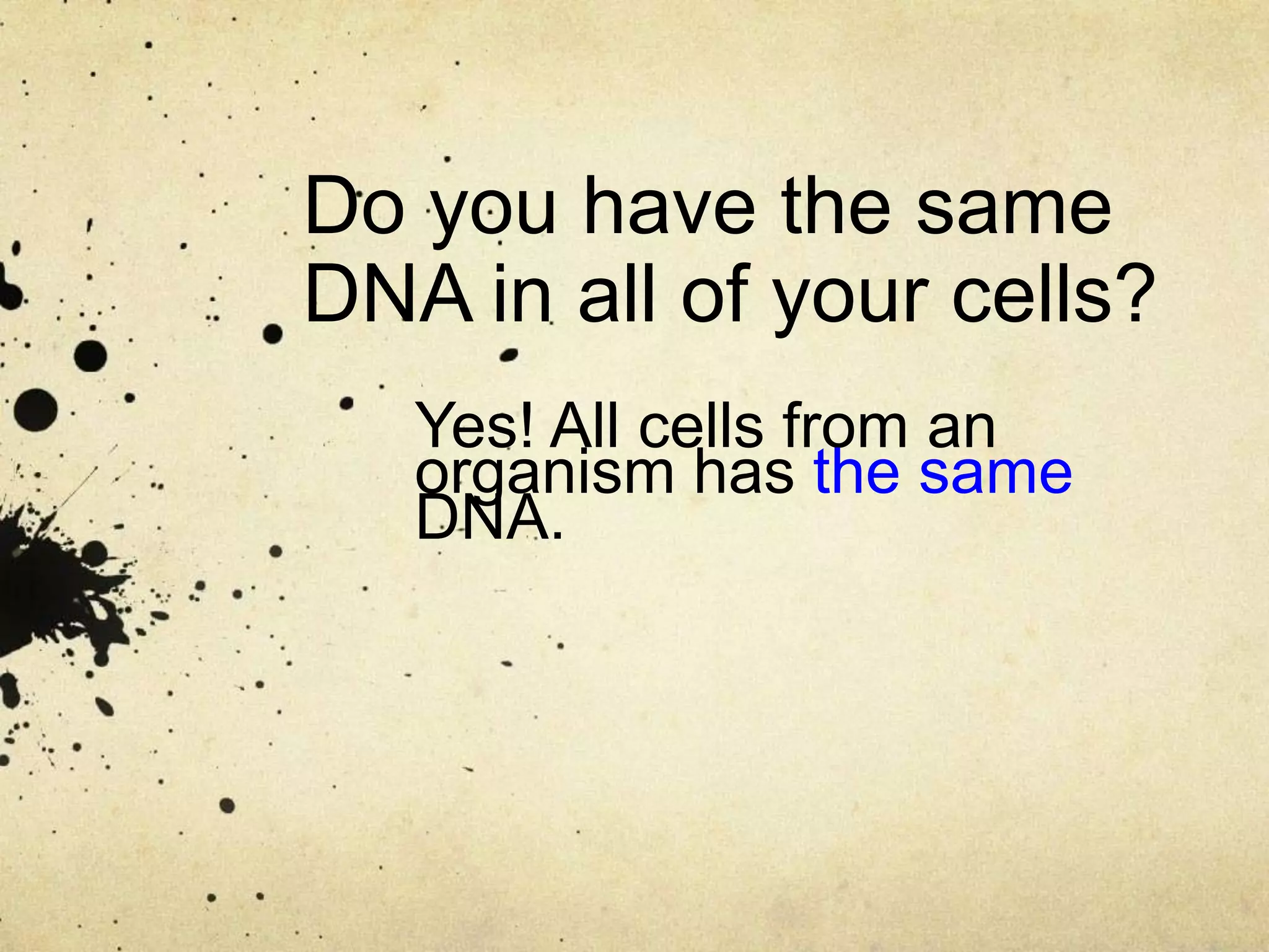 Gene Regulation Slides | PPT