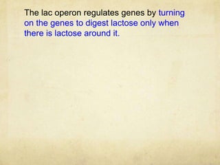 Gene Regulation Slides | PPTX