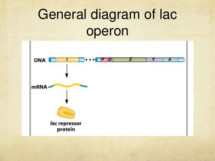 Gene Regulation Slides