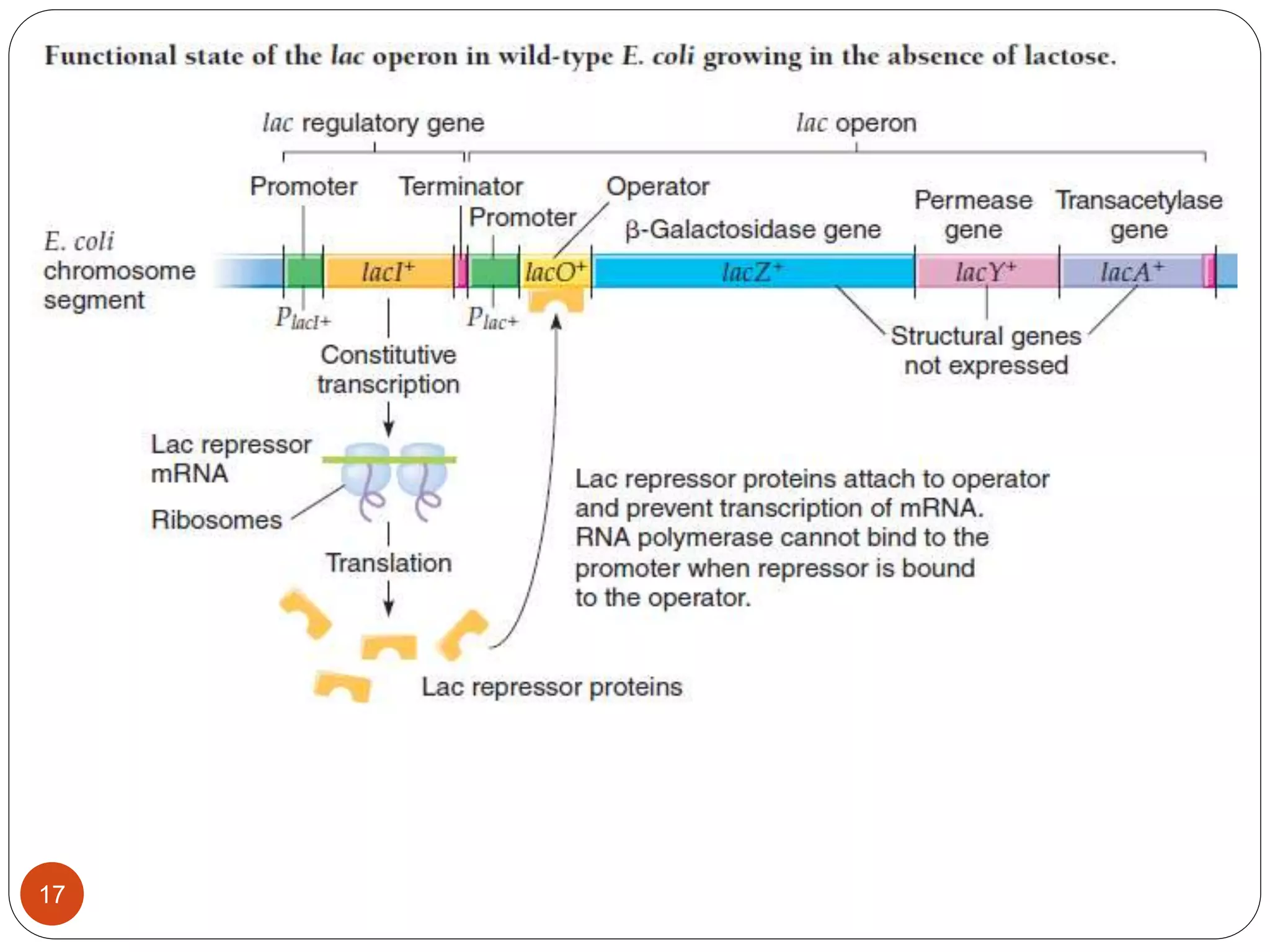 Gene regulation in prokaryotes | PPTX