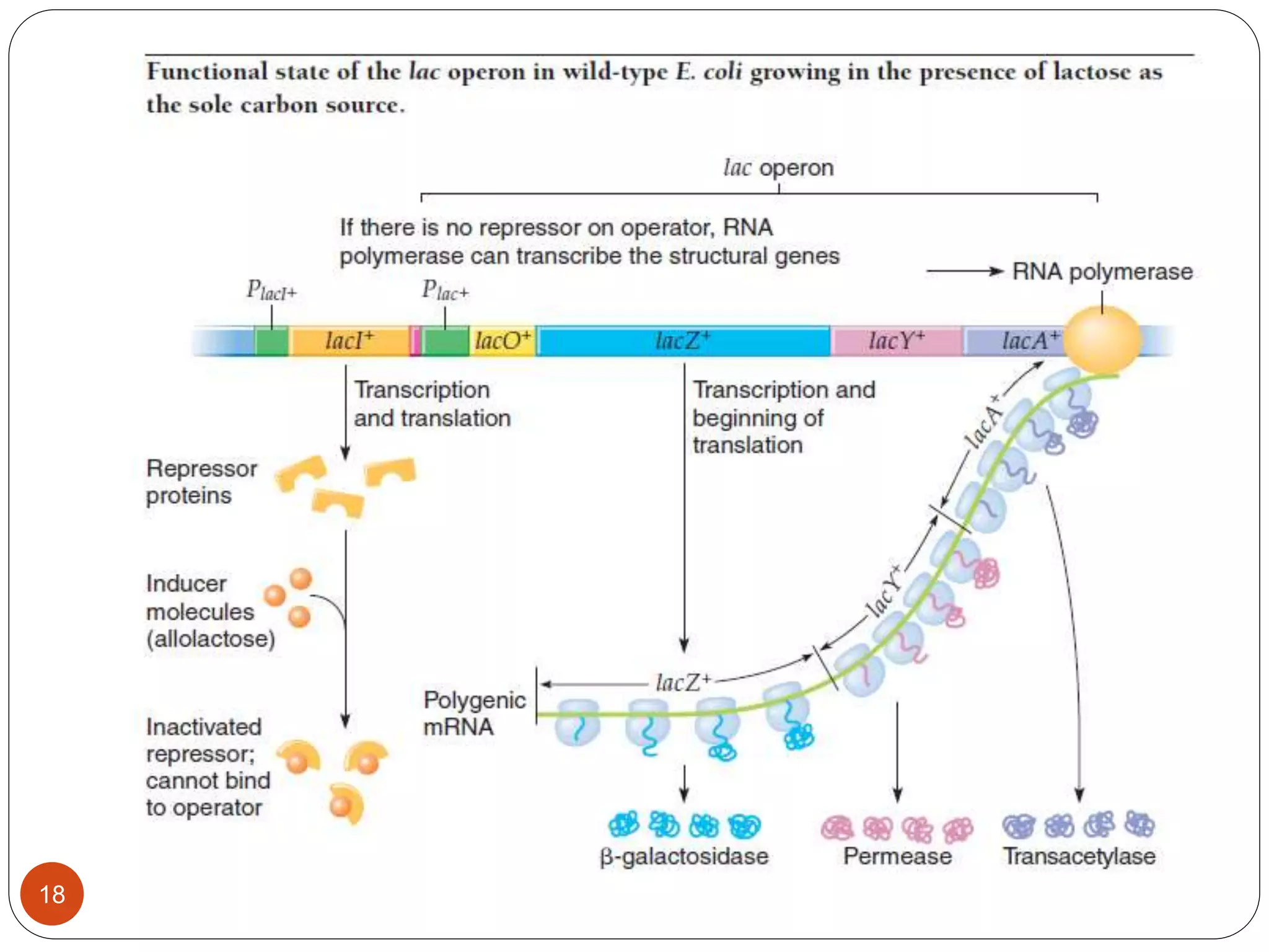 Gene regulation in prokaryotes | PPTX