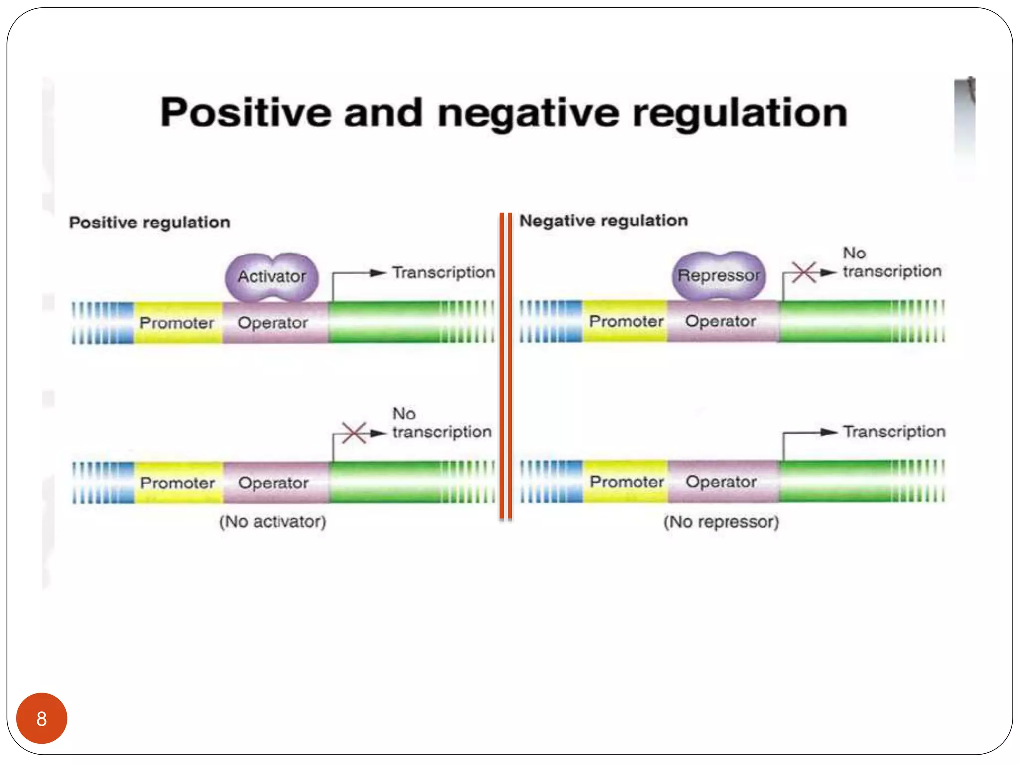 Gene regulation in prokaryotes | PPTX
