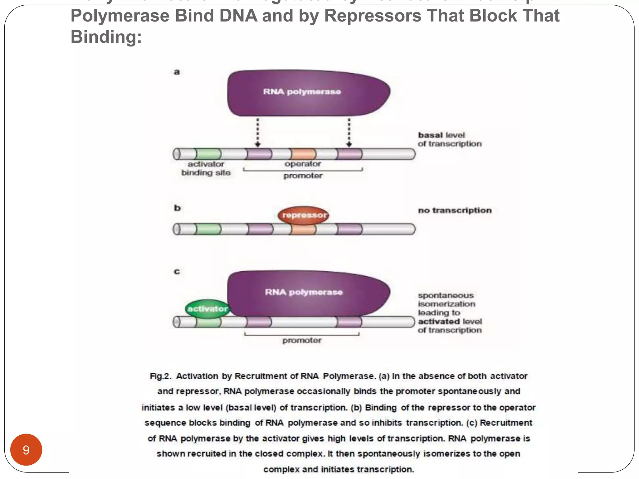 Gene Regulation In Prokaryotes Ppt