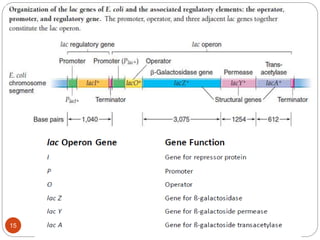 Gene regulation in prokaryotes | PPTX