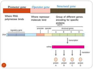 Gene Regulation In Prokaryotes