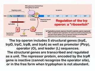 Gene regulation prokaryote spptx | PPTX | Biological Sciences | Science