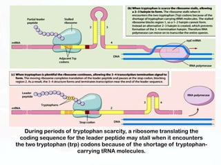 Gene regulation prokaryote spptx | PPT