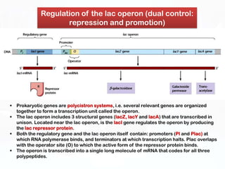 Gene regulation prokaryote spptx | PPT