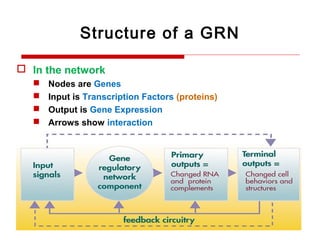 Gene regulatory networks | PPT