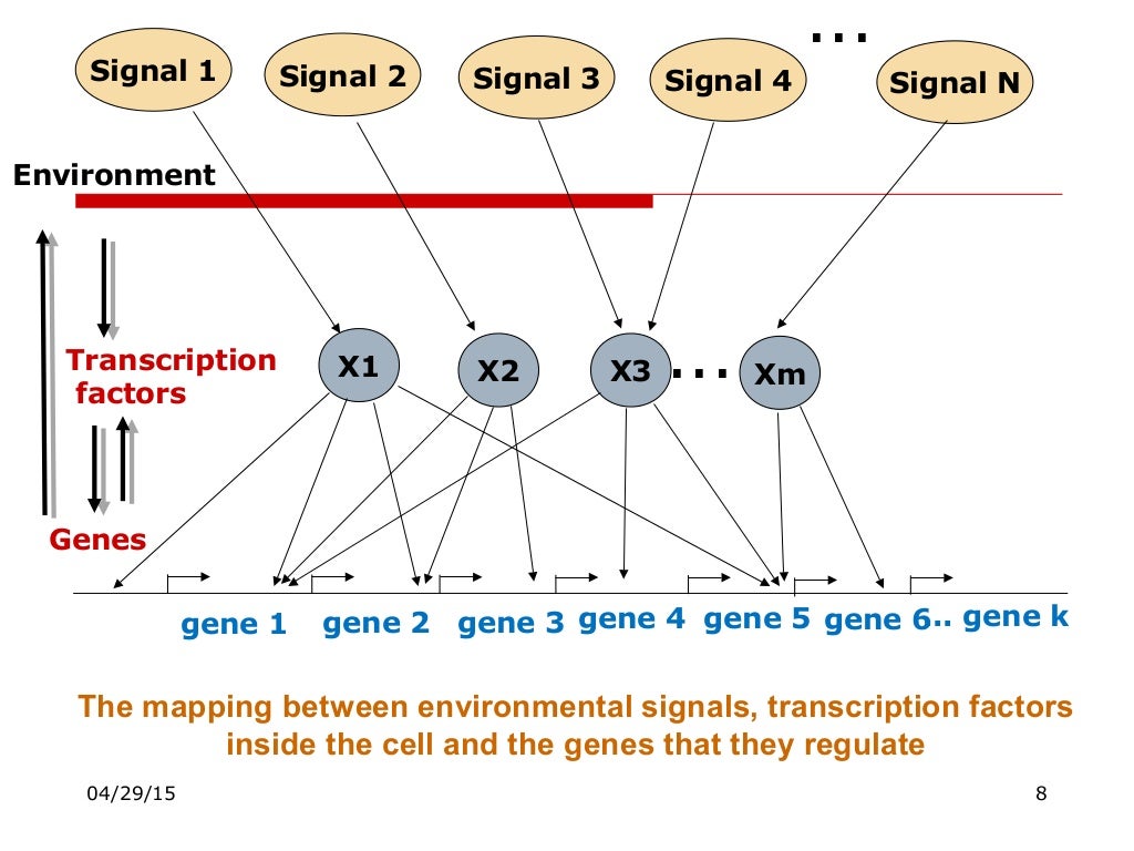 Gene Regulatory Networks