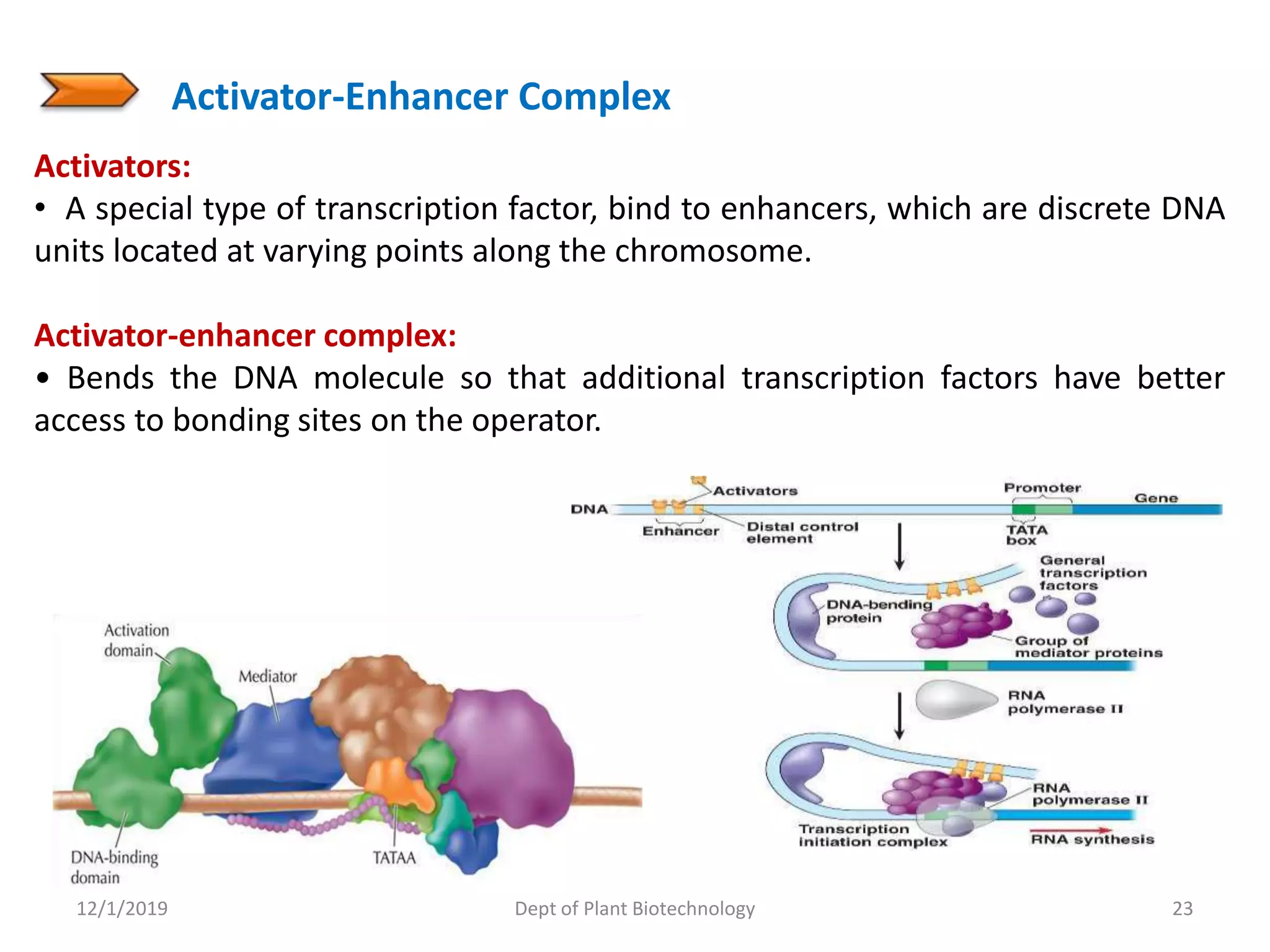 Gene rehulation in prokaryotes and eukaryotes | PPTX