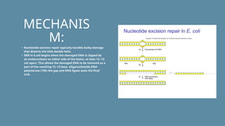 Gene repair_20241112_004638_0hffhh000.pptx