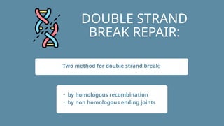 Gene repair_20241112_004638_0hffhh000.pptx