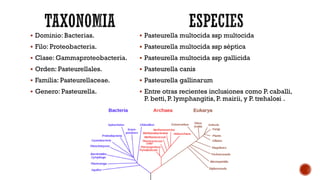 GENERO BACTERIANO PASTEURELLA - BACTERIOLOGIA Y MICOLOGIA VETERINARIA ...