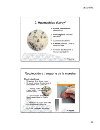 Genero haemophilus | PDF