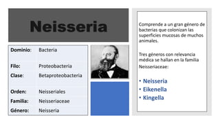 Microbiología médica: Genero Neisseria | PDF