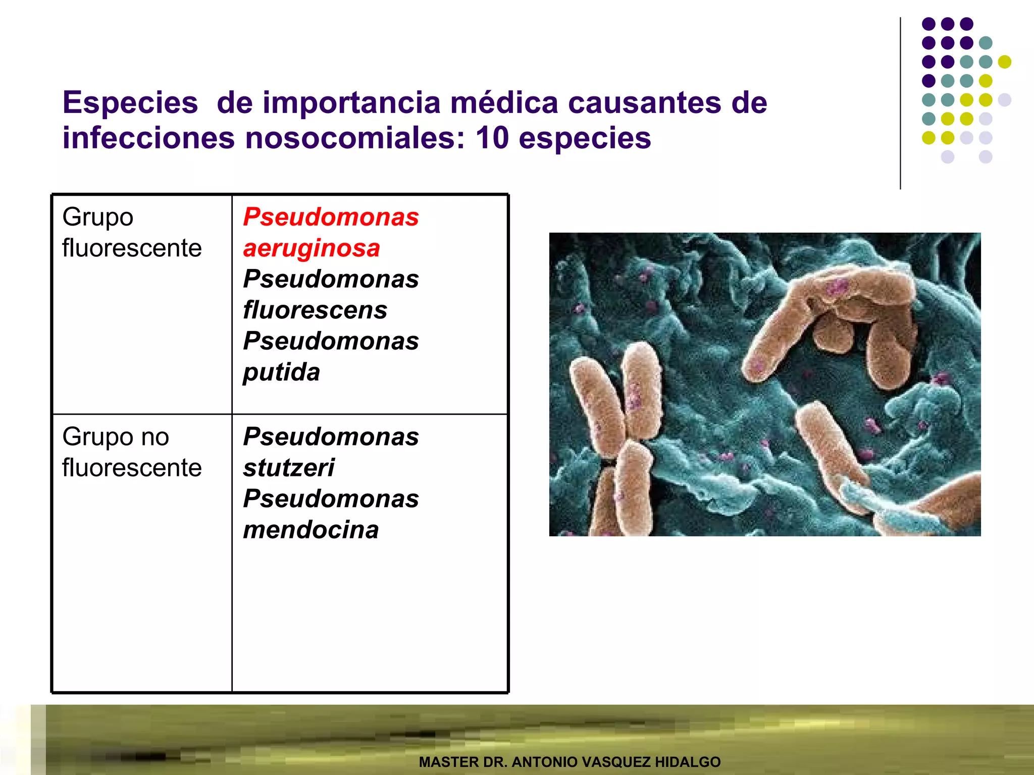 Genero pseudomonas micro para | PPT