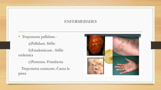 Genero treponema | PPTX