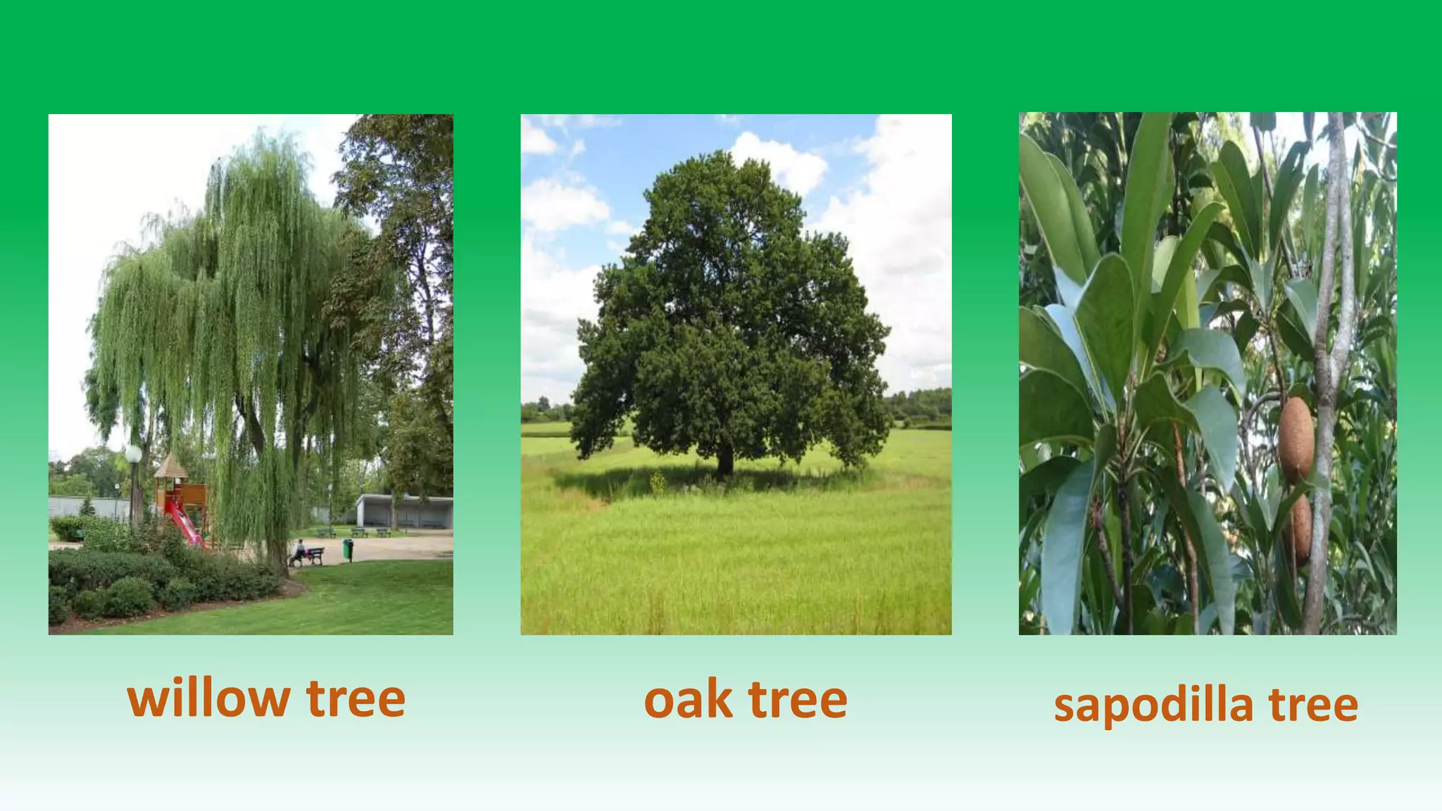 TT6 Unit 3 Generous trees vocabulary | PPTX