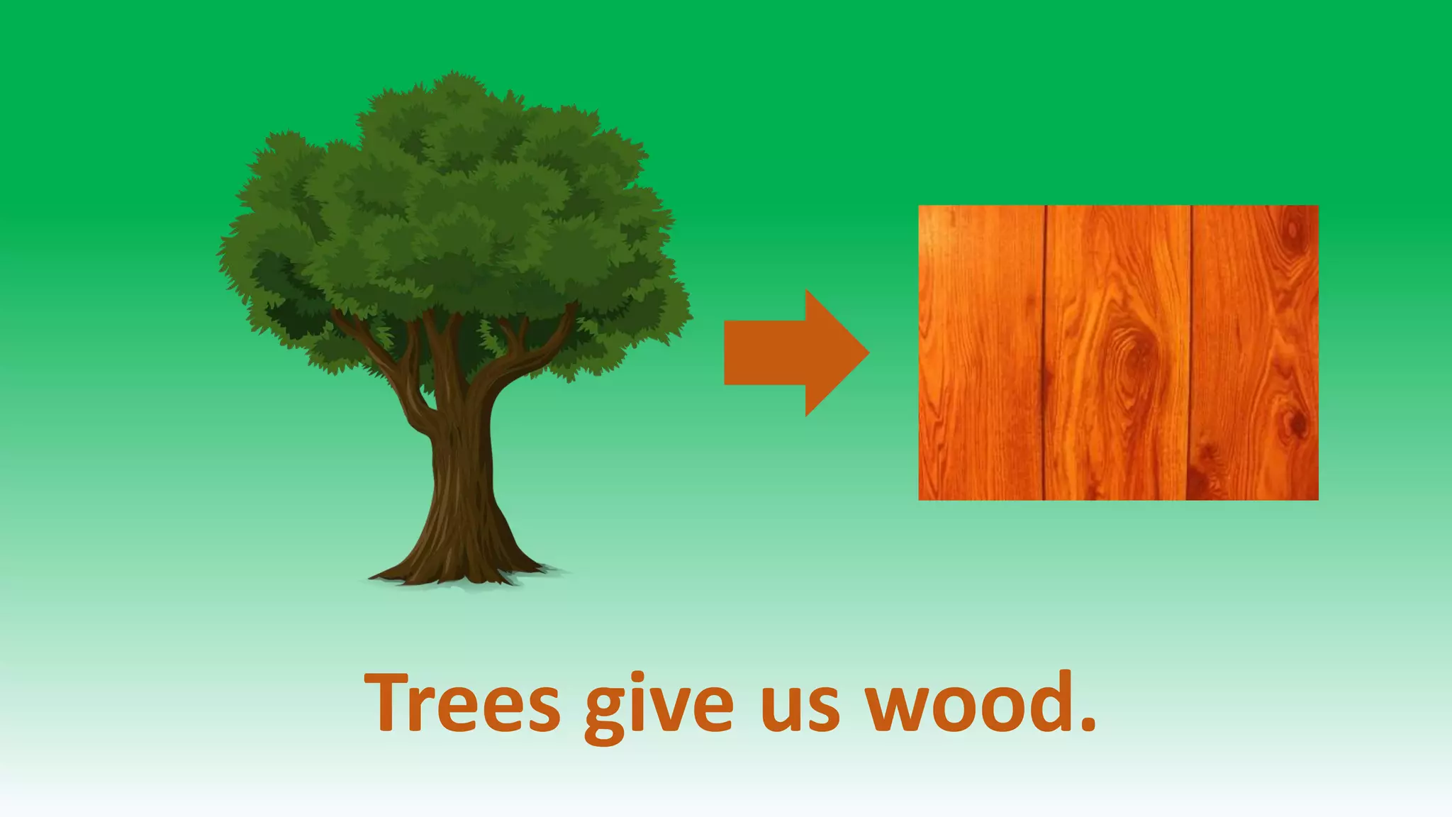 TT6 Unit 3 Generous trees vocabulary | PPTX