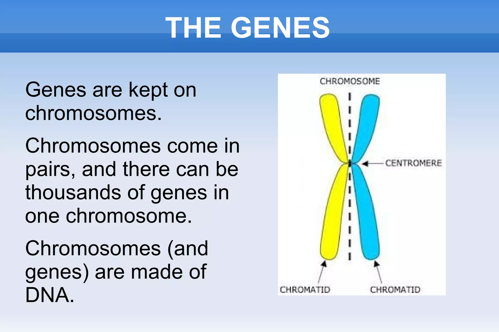 Genes | PPT