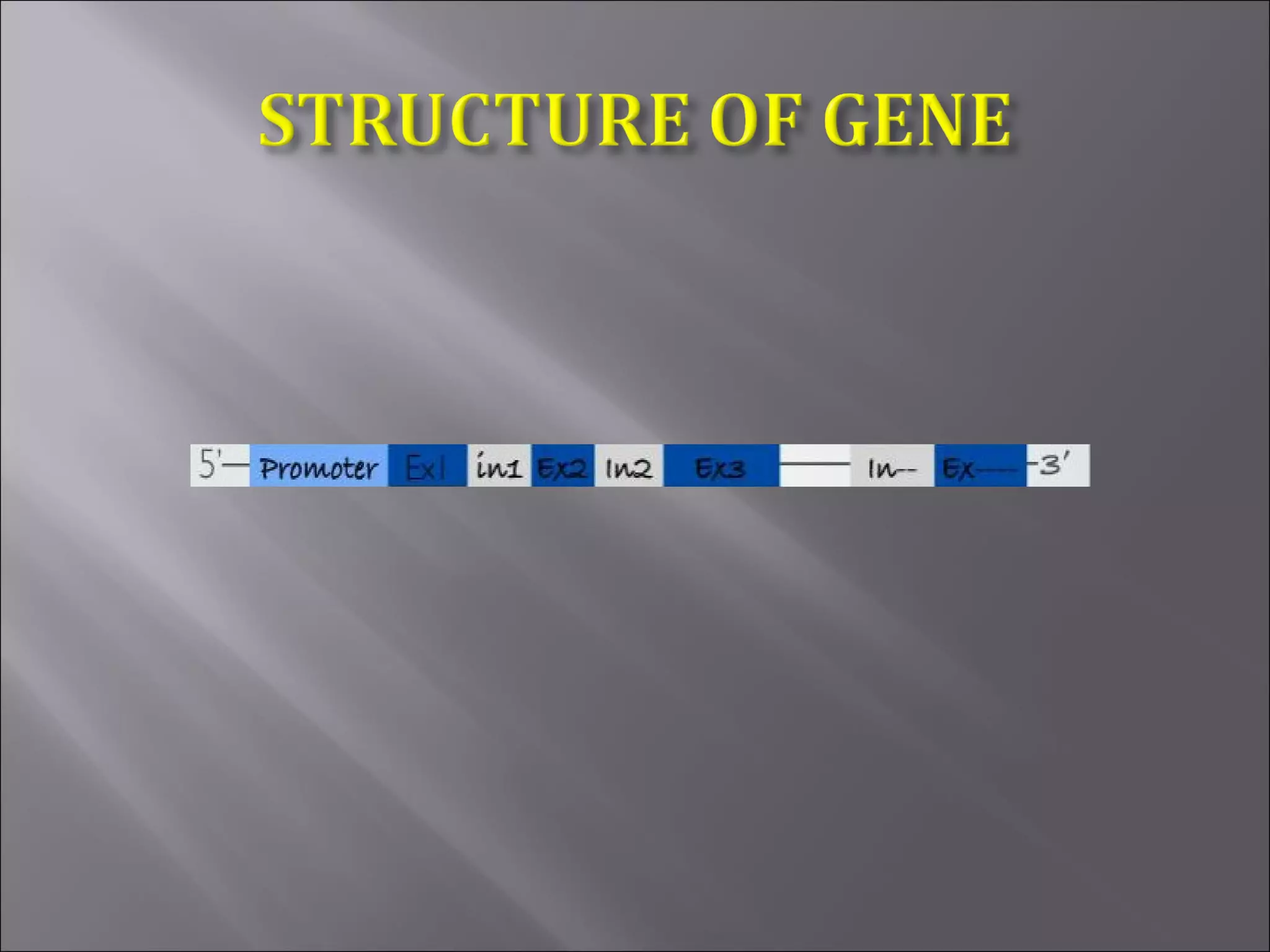Genes | PPT