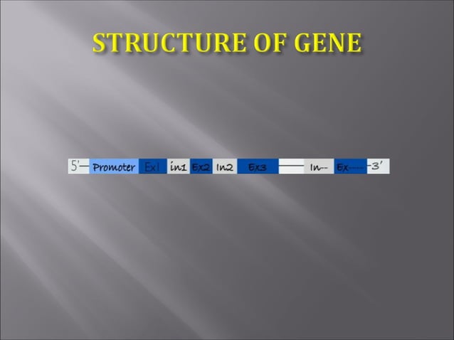 Genes | PPT