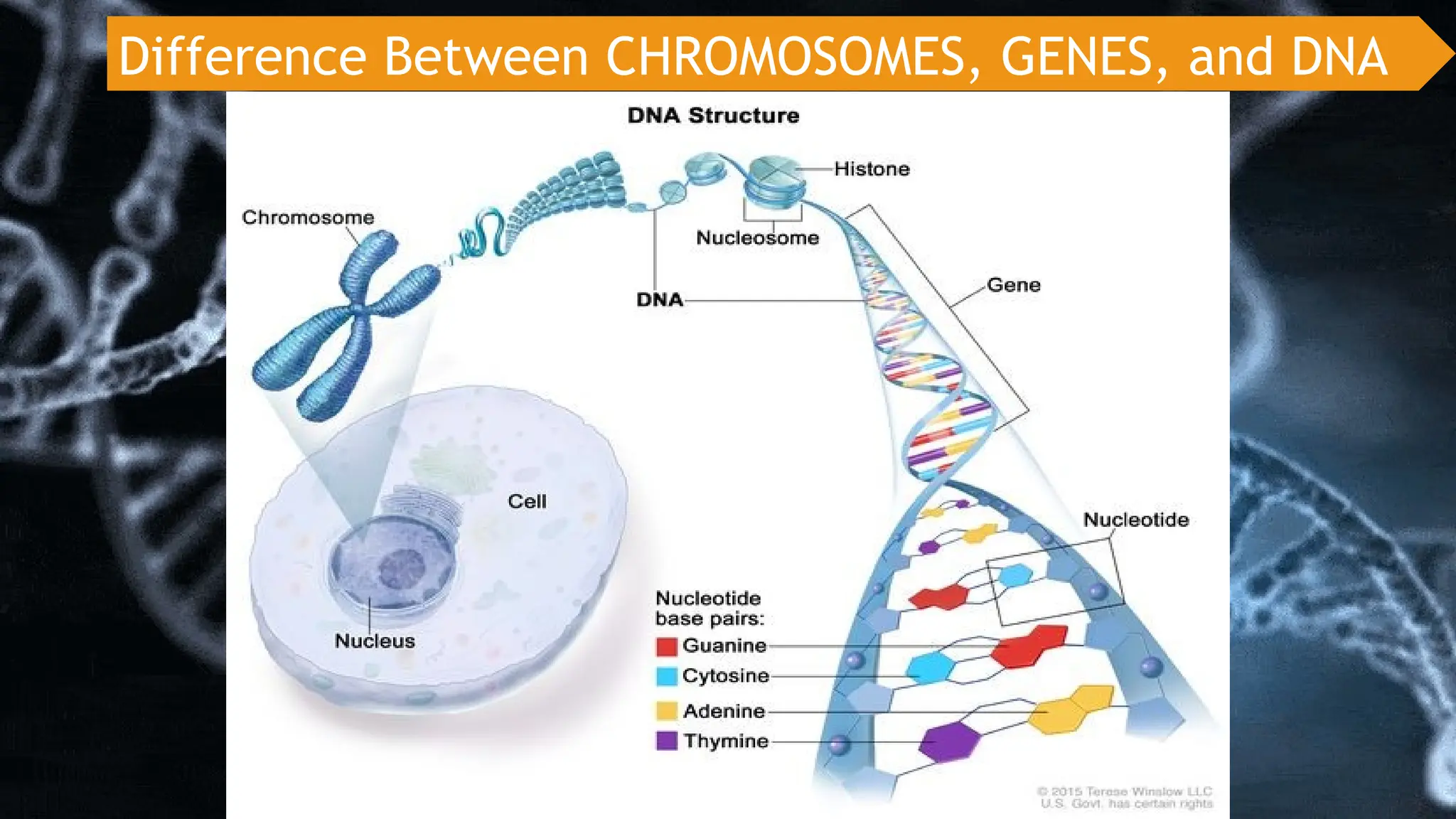 GENES-SCIENCE 10 POWERPOINT PRESENTATION | PPTX