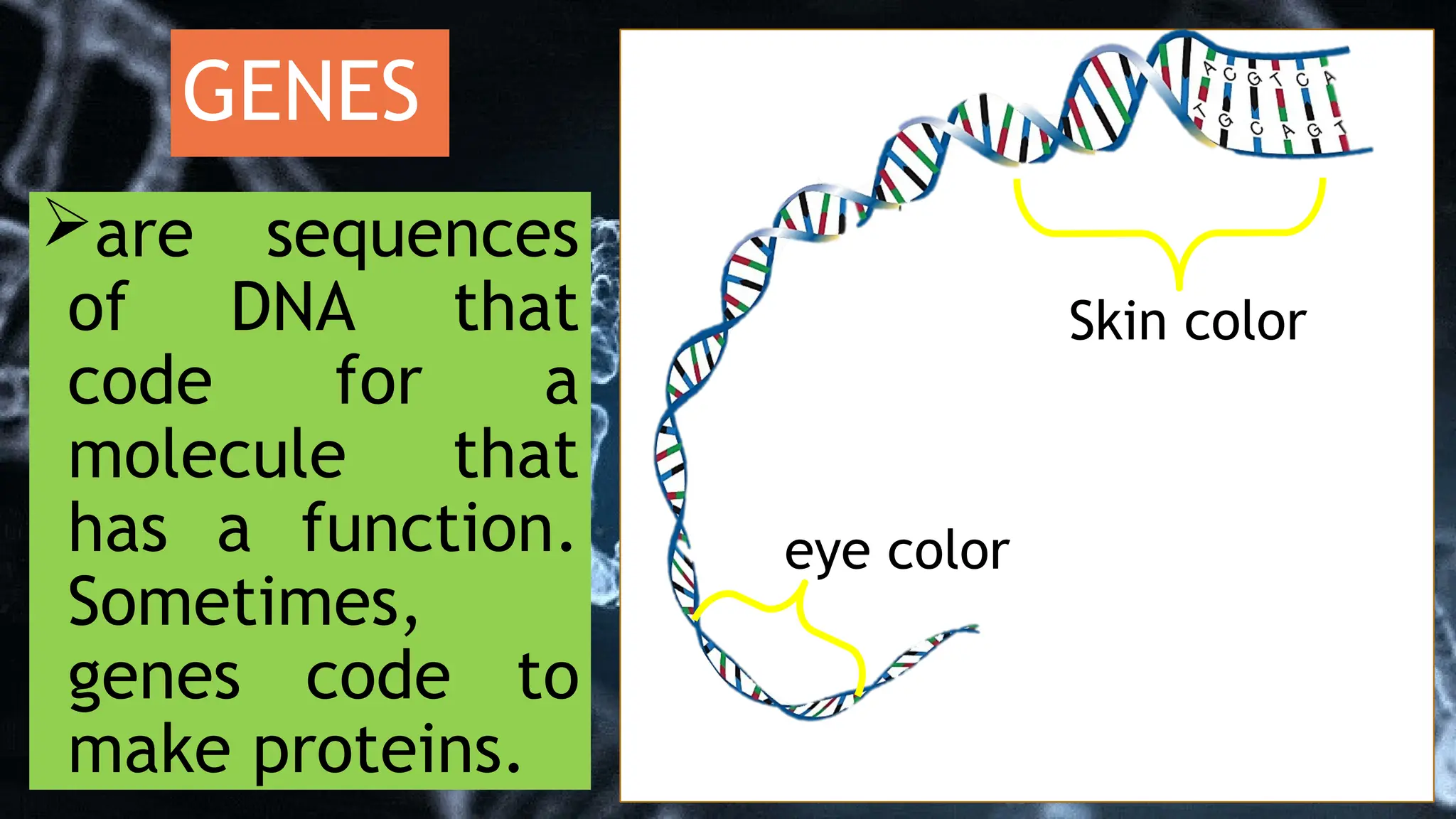 GENES-SCIENCE 10 POWERPOINT PRESENTATION | PPTX