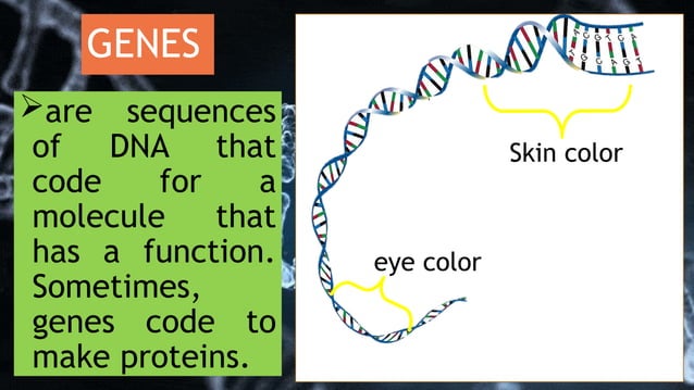 GENES-SCIENCE 10 POWERPOINT PRESENTATION | PPTX