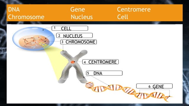 GENES-SCIENCE 10 POWERPOINT PRESENTATION | PPTX