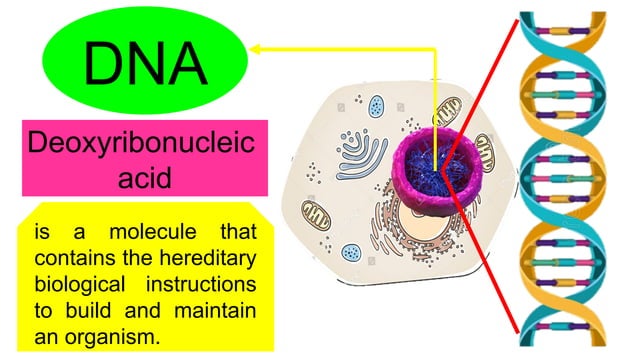 GENES-SCIENCE 10 POWERPOINT PRESENTATION | PPTX