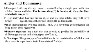 GENES AND ALLELES biology document presentation.pptx