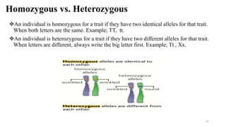 GENES AND ALLELES biology document presentation.pptx