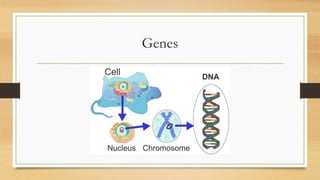 Genes and chromosomes.pptx