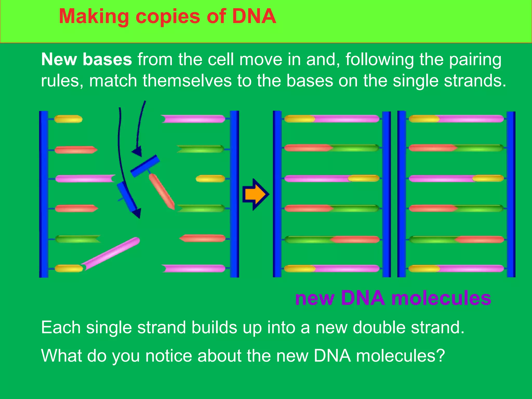 Genes and DNA | PPT