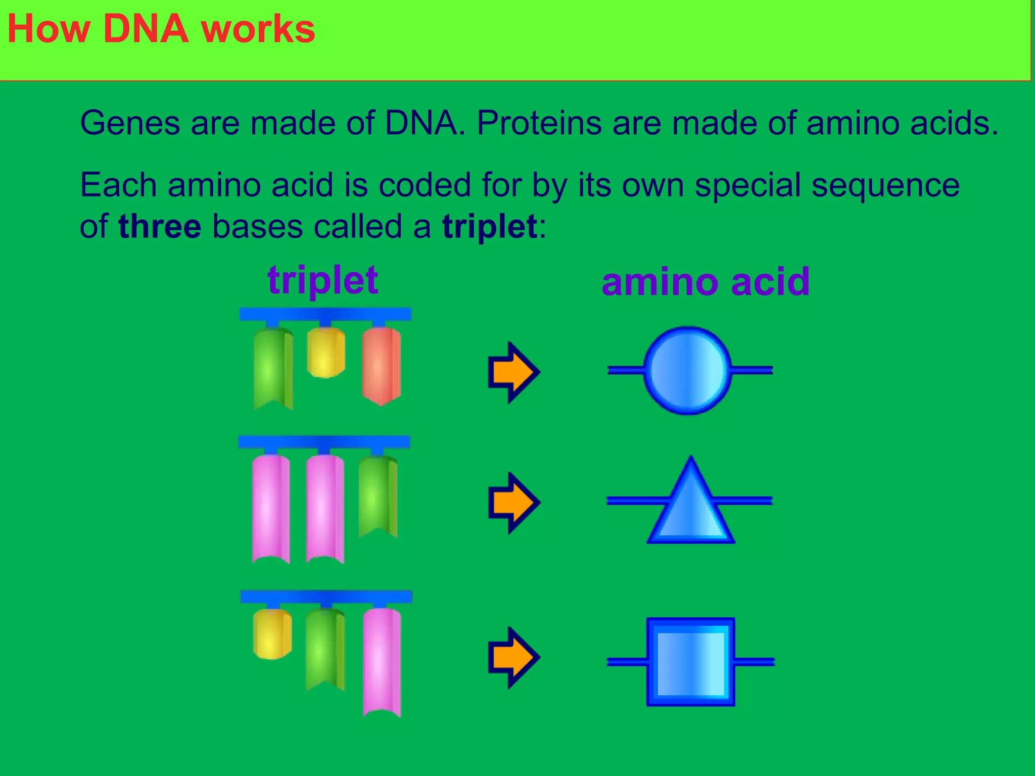 Genes and DNA | PPT
