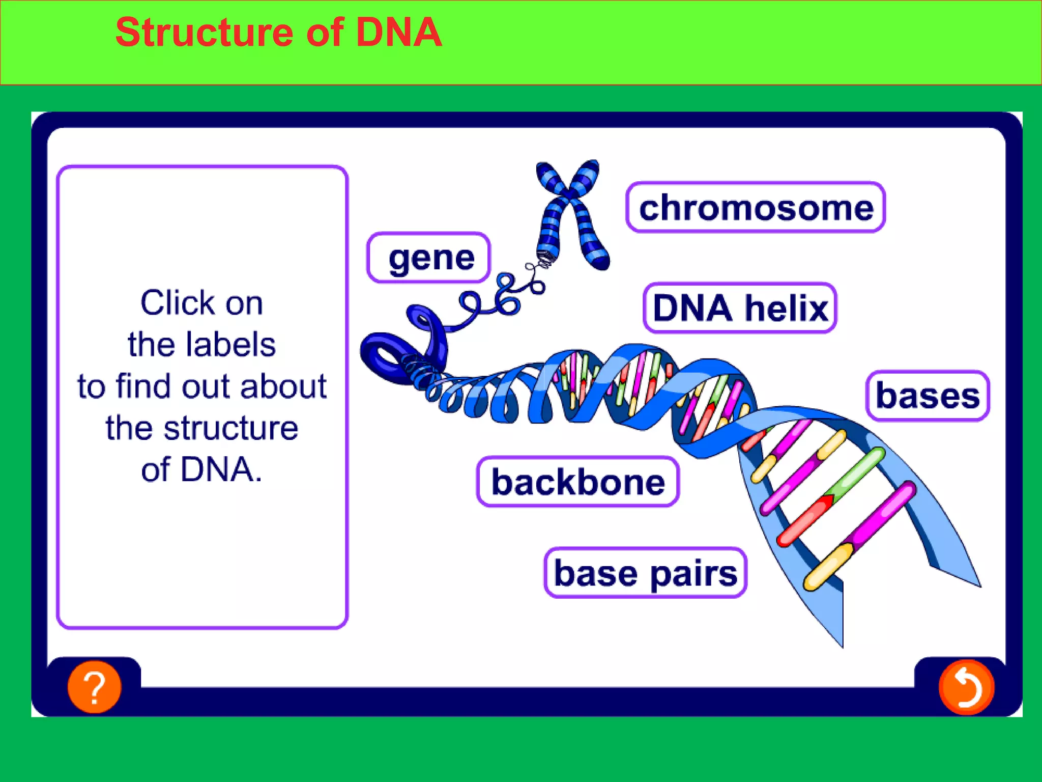 Genes and DNA | PPT