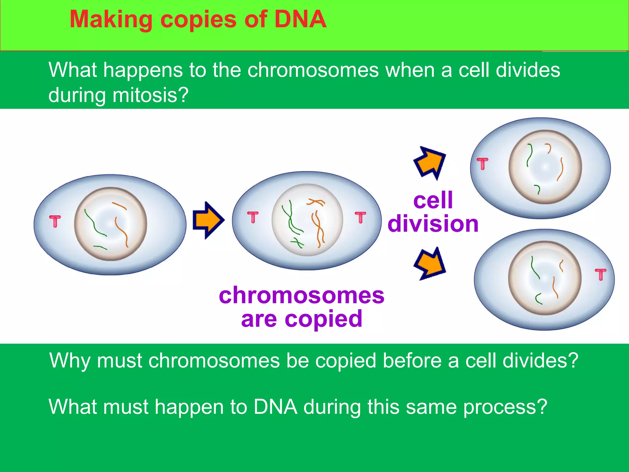 Genes and DNA | PPT