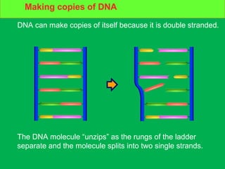 Genes and DNA | PPT