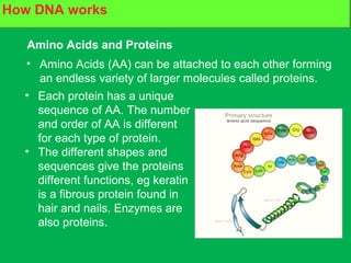 Genes and DNA | PPT